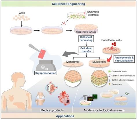 Recent Advances In Cell Sheet Engineering From Fabrication To Clinical