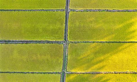 水稻田航拍图片素材 水稻田航拍设计素材 水稻田航拍摄影作品 水稻田航拍源文件下载 水稻田航拍图片素材下载 水稻田航拍背景素材 水稻田航拍模板下载 搜索中心