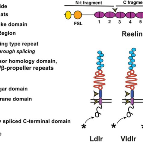 Pdf The Apoe Receptors Vldlr And Apoer2 In Central Nervous System