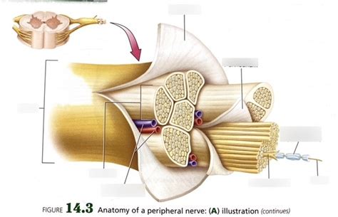 Anatomy Of Peripheral Nerve Diagram Quizlet