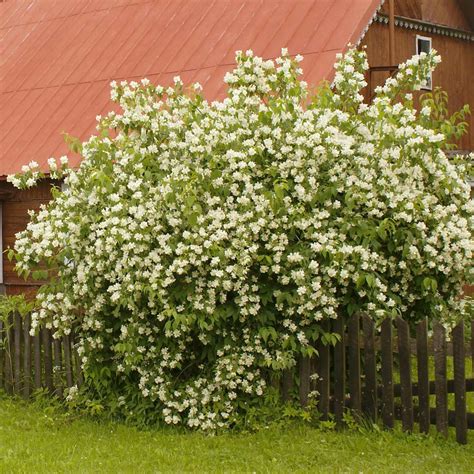 Sweet Mock Orange Shrubs For Sale
