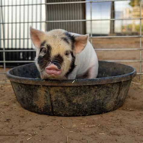 Fintan Tuahuru Jenny Halbert Farm