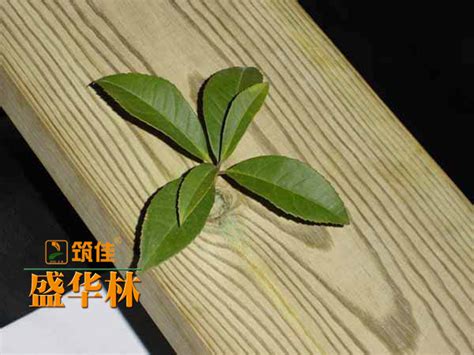 防腐木材 盛华林达兴隆县木业有限公司