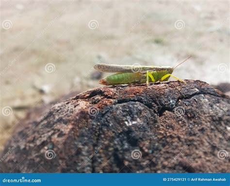 Focused Oxya Or Grasshopper On Wooden Surface During The Day Stock