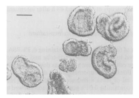 Oviductal Epithelial Cell Spheres After 48 H Culture Bar Represents Download Scientific