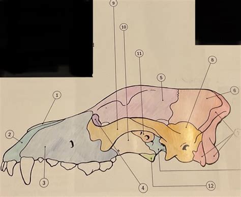Skull And Axial Skeleton Flashcards Quizlet