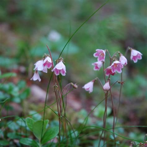 Linnea Pratensis