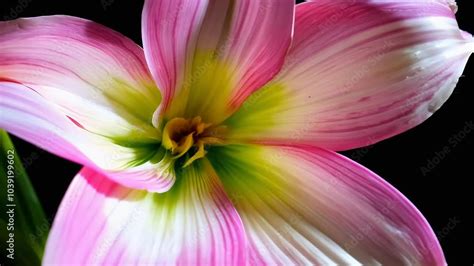 Watch Beautiful Pink Lily Flower Bud Opens Stunning Timelapse Revealing
