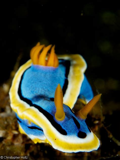 Photo Lab With Christopher Holtz