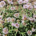 Russian River Coyote Mint Monardella Villosa High Country Gardens
