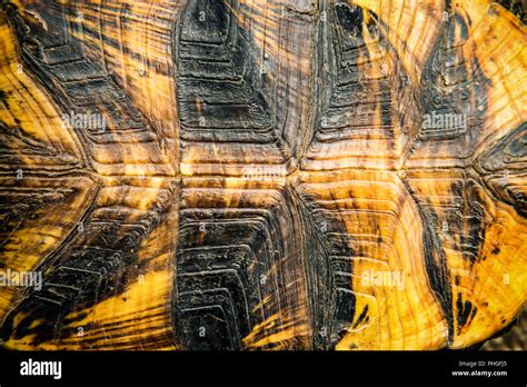 Texture Of Turtle Shell Stock Photo Alamy