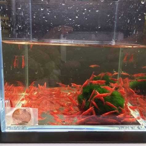 ≡ Cherry Shrimp Care Feeding Cherry Shrimp Tank Mates In Aquarium