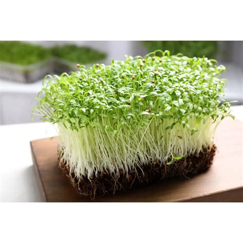 Семена микрозелени Щавель купить в Украине Веснодар