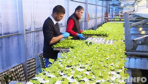 Амарант, пак-чой и базилик: как в крае выращивают зелень