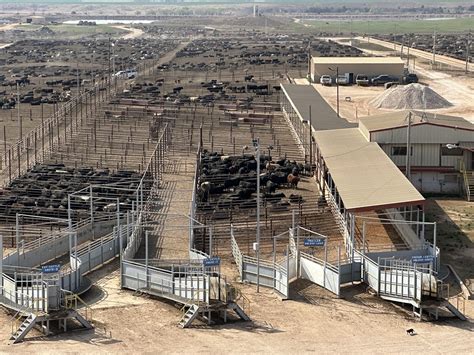 High Plains Cattle Sales Report High Plains Journal