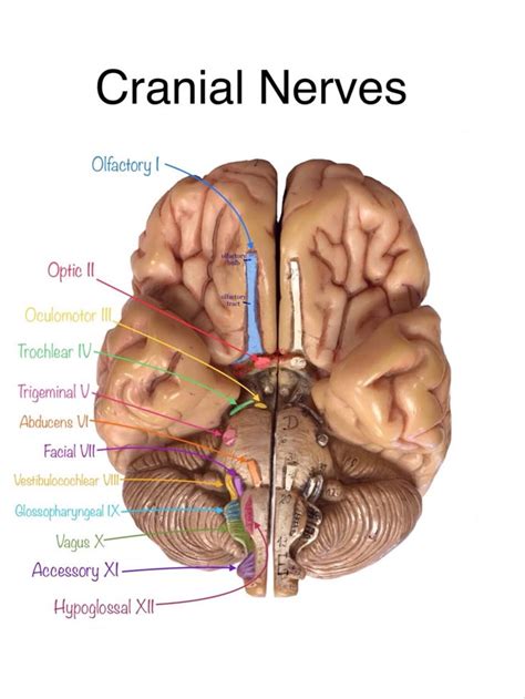 Label The Brain Nerves