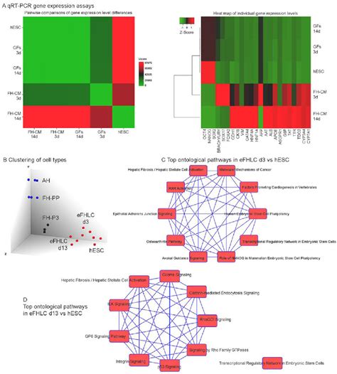 Figure 1 From Hepatic Differentiation Of Human Pluripotent Stem Cells By Developmental Stage