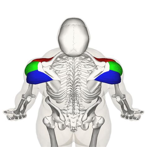 Deltoid Muscle Anatomy Diagram