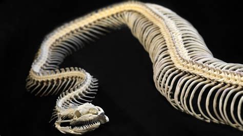 Researchers Find Mysterious 47 Million Year Old Snake That Holds A Big