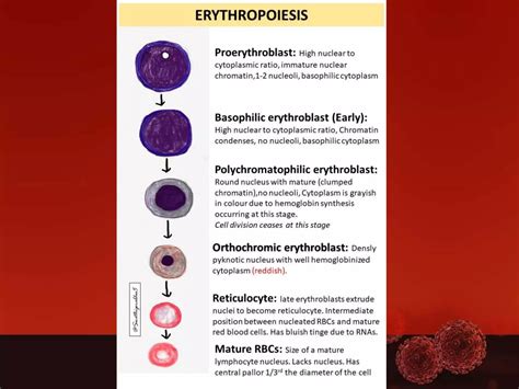 Erythropoiesis Pptx