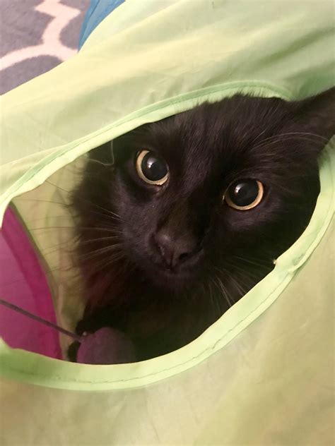 Best Disney Eyes Images On Pholder Disney Eyes Aww And Blackcats