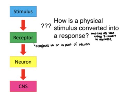 Sensory Anatomy Flashcards Quizlet