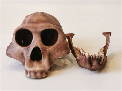 Australopithecus Afarensis Skull Replica Lucy Prehistoric Fossil Collection Realistic Hominid