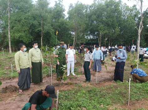 ရန်ကုန်တောင်ပိုင်းခရိုင်၌ မိုးရာသီအကြို သစ်ပင်စိုက်ပျိုးပွဲကျင်းပ Information And Public