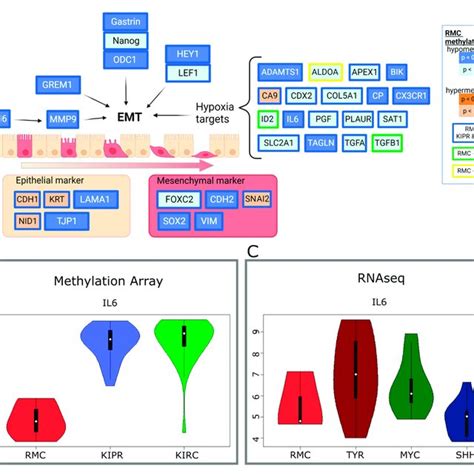 Altered Methylation Of Genes Involved In Epithelial Mesenchymal
