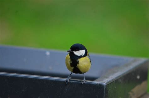 Büyük Baştankara Parus Major Evrim Ağacı