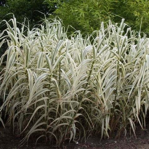 Peppermint Stick Etsy