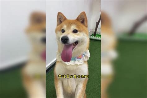 萌宠来袭 柴犬的非季节性掉毛 柴犬 季节性 来袭