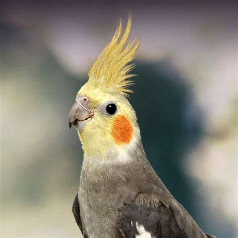 Male Grey Cockatiel