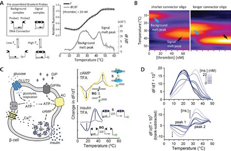 Figure 3 From Nucleic Acid Driven Cooperative Bioassays Using Probe Proximity Or Split Probe
