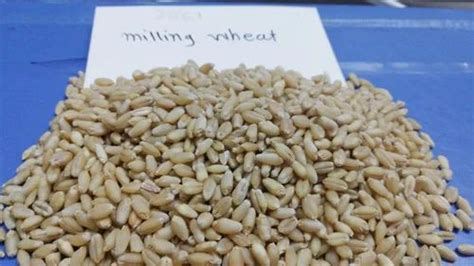 Golden Milling Wheat At Rs 26 50 Kg In Jabalpur Id 2849037068697