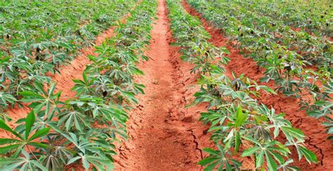 What Is Cassava How To Plant Grow And Harvest Cassava Root Gardeners Magazine