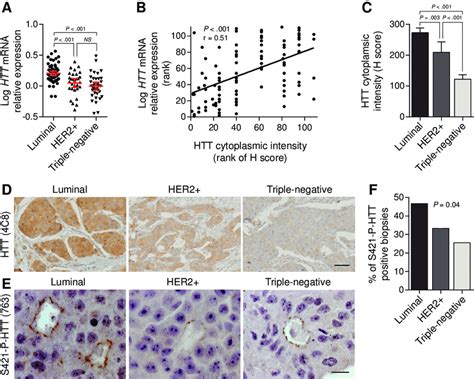 Huntingtin HTT And S Phosphorylated HTT S P HTT Expression Download Scientific