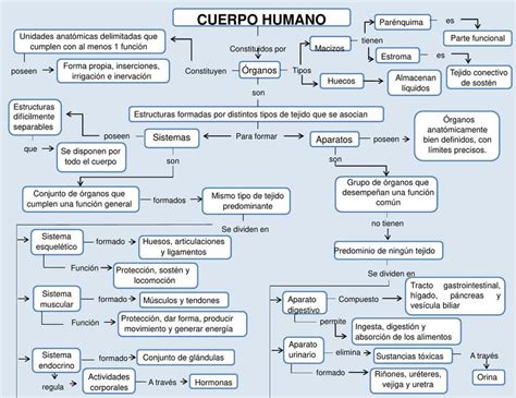 Mapa Conceptual Del Cuerpo Humano Edna Leonor Cruz Gonzalaez Udocz
