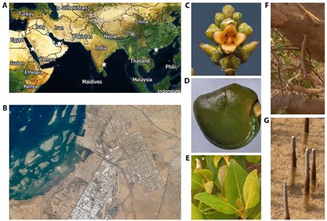 Overview Of The RNAseq Data Source Tissues And Geographies A