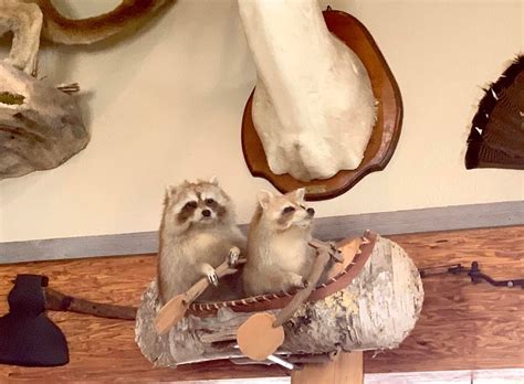 25 Terrible Taxidermy Failures Know Your Meme