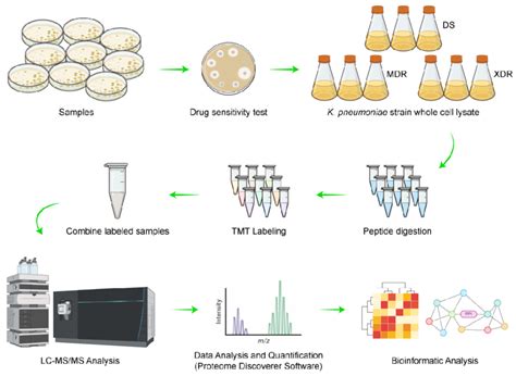 Experimental Workflow Of The Quantitative Proteomic Analysis Of Deps In Download Scientific