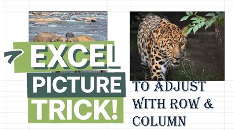 Excel Trick Insert Pictures Into Rows And Columns Perfectly Youtube
