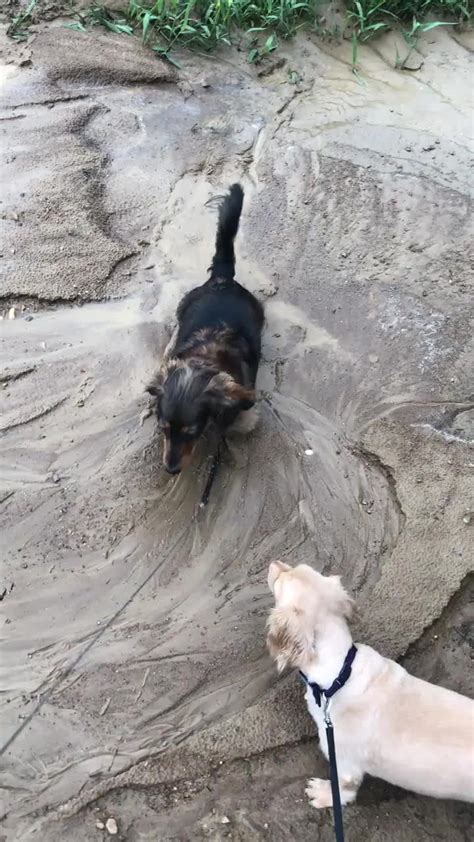 Dammit Album On Imgur