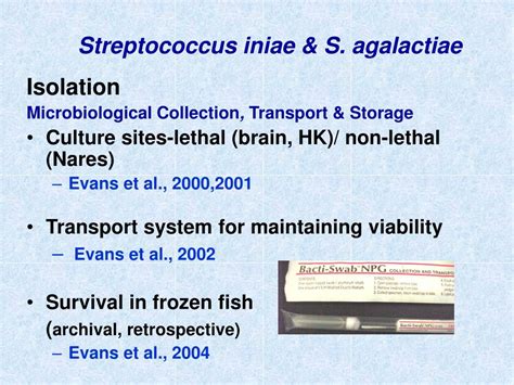 Ppt Identification And Epidemiology Of Streptoccocus Iniae And S Agalactiae Powerpoint