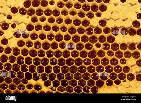 Honeycomb Cell Honeycomb Cells Hi Res Stock Photography And Images Alamy