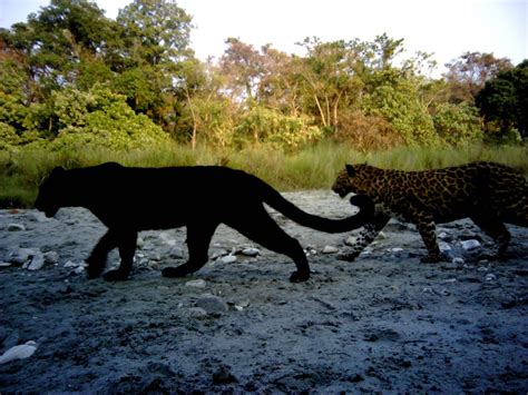 Population Density Modelling Of Mixed Polymorphic Phenotypes An Application Of Spatial Mark