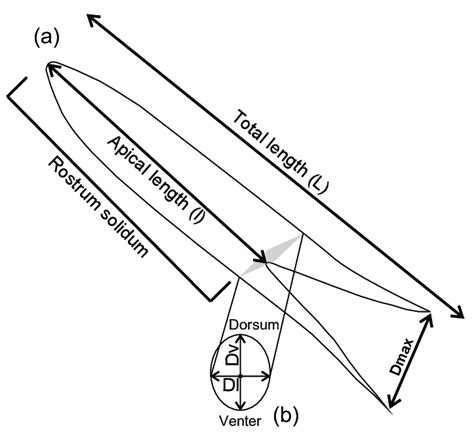 Longitudinal View A And Transverse Section B Of Belemnite Rostrum