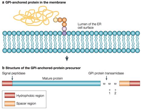 Lipid Anchored Proteins