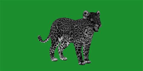 Leopard Cub Cat 3d Model By Nyilonelycompany