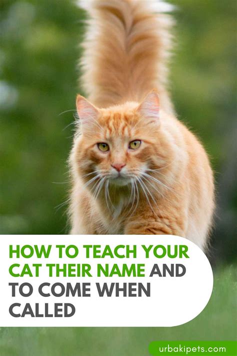 How To TEACH YOUR CAT THEIR NAME And To COME WHEN CALLED Urbaki Pets
